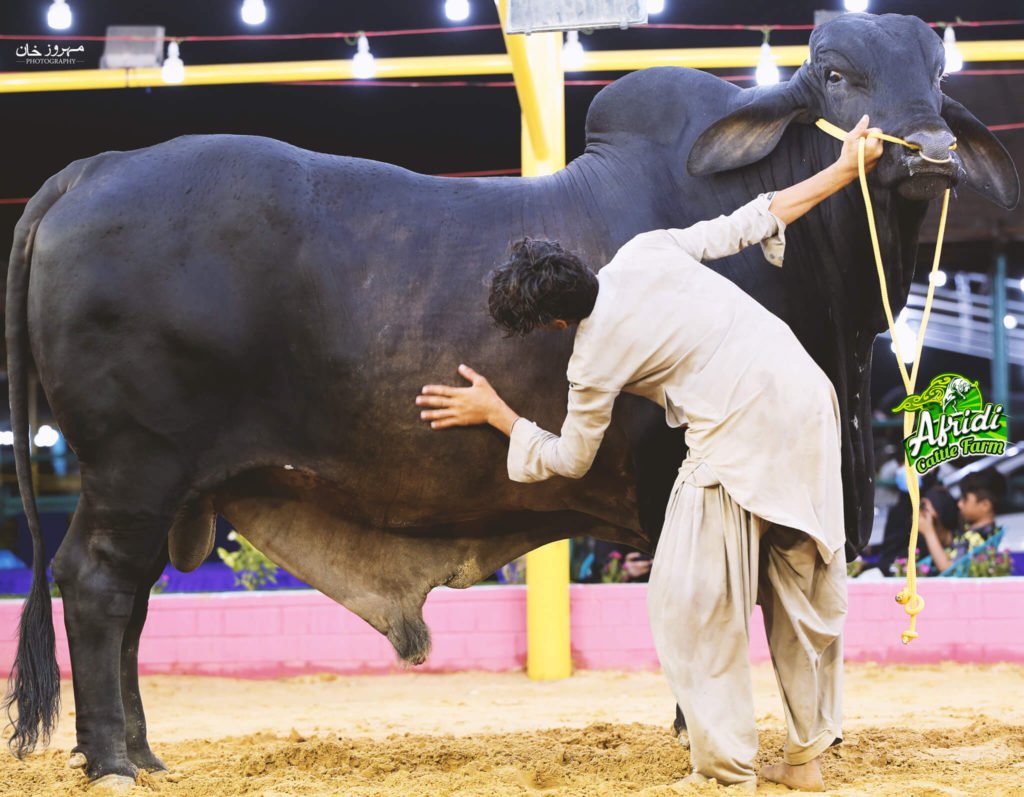 Top 5 Cattle Farms in Pakistan 2021