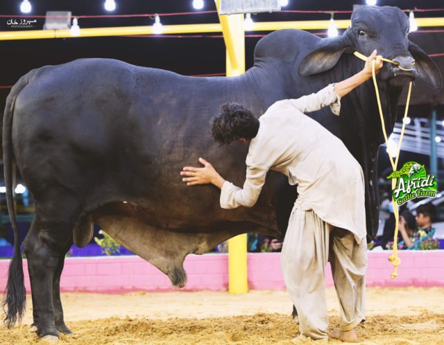 Top 5 Cattle Farms in Pakistan 2021